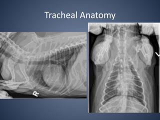 The Radiographic Approach to the Coughing Dog | PPTX