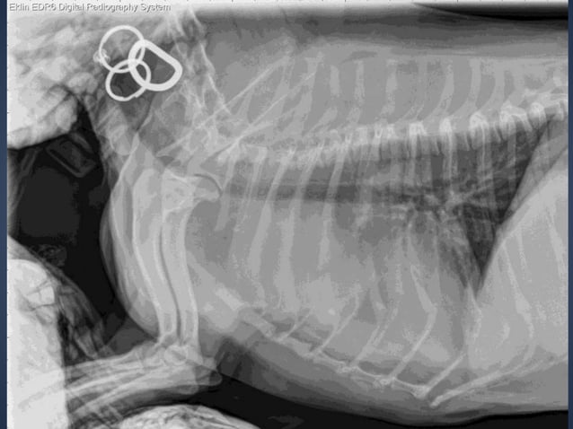 The Radiographic Approach to the Coughing Dog | PPTX
