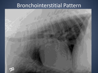 The Radiographic Approach to the Coughing Dog | PPT