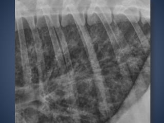 The Radiographic Approach to the Coughing Dog