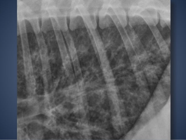 The Radiographic Approach to the Coughing Dog
