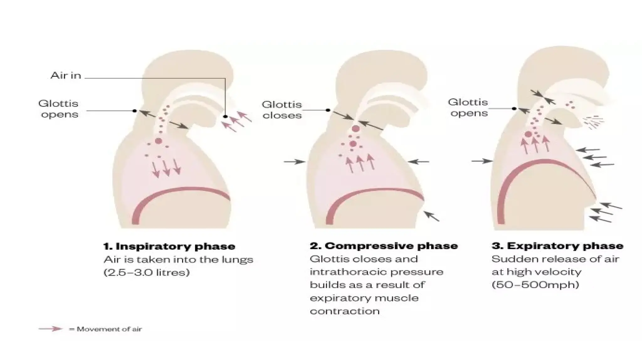 COUGH THERAPY.pptx types and mechanism and medications | PPTX