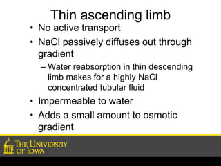 Countercurrent mechanism in Kidney | PPTX