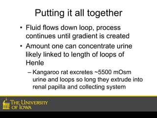 Countercurrent mechanism in Kidney | PPTX