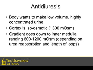 Countercurrent mechanism in Kidney | PPTX