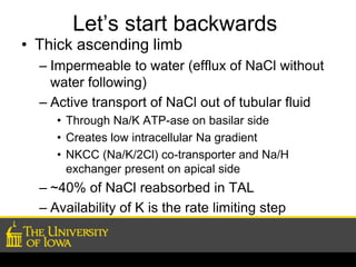 Countercurrent mechanism in Kidney | PPTX
