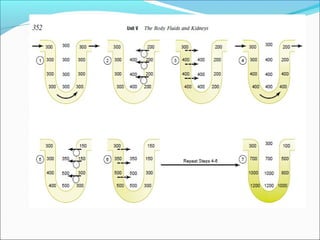Counter current mechanism | PPT
