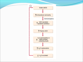Counter current mechanism | PPT