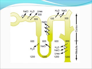 Counter current mechanism | PPT