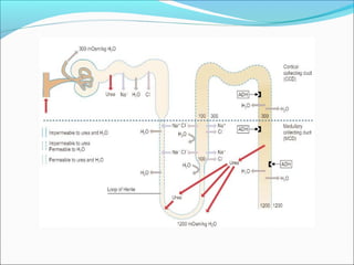 Counter current mechanism | PPT