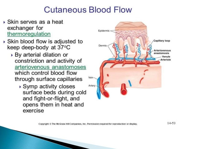 Countercurrent mechanism | PPTX