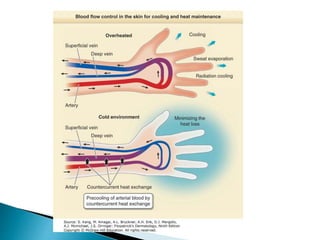Countercurrent mechanism | PPTX