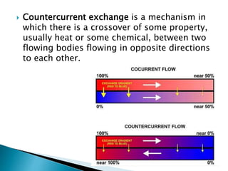 Countercurrent mechanism | PPTX