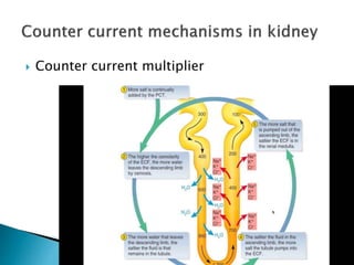 Countercurrent mechanism | PPTX