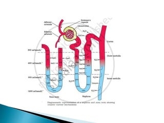 Countercurrent mechanism | PPTX