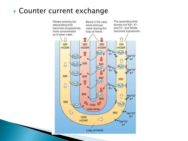 Countercurrent mechanism