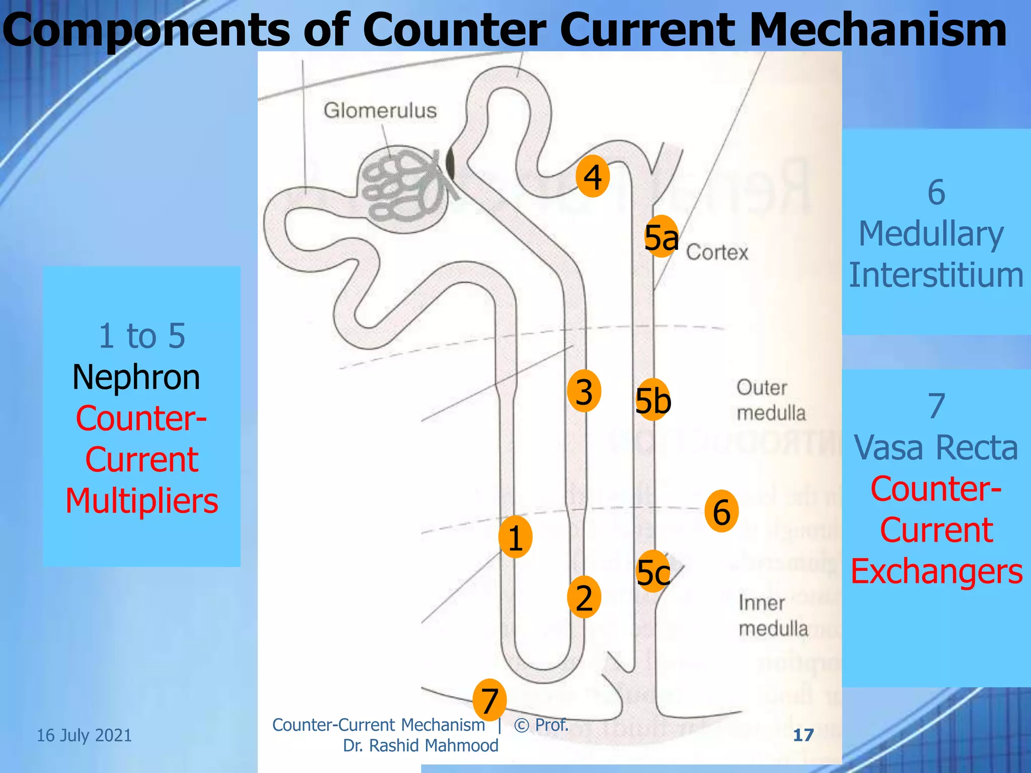 Counter current mechanism | PPT