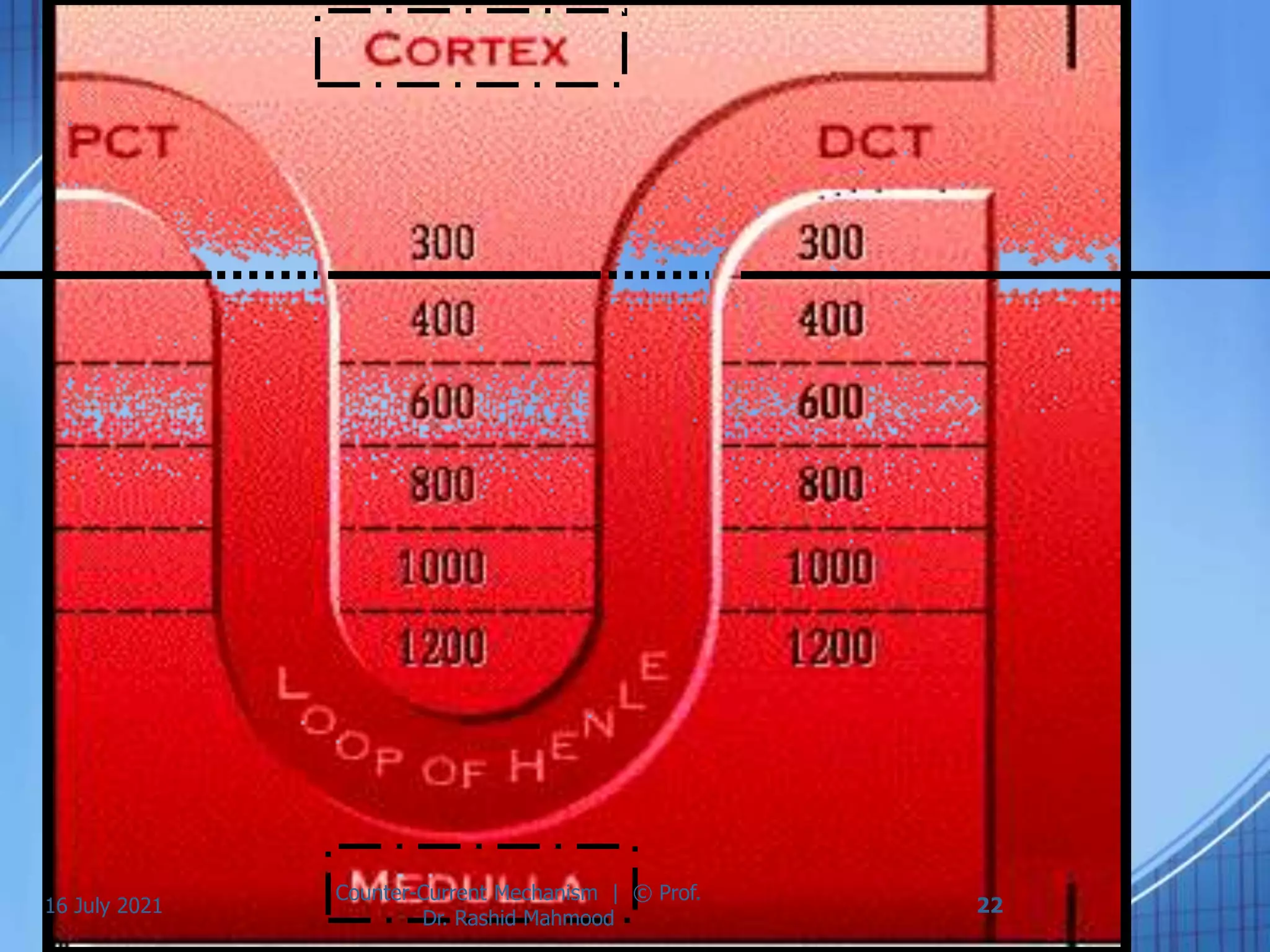 Counter current mechanism | PPT