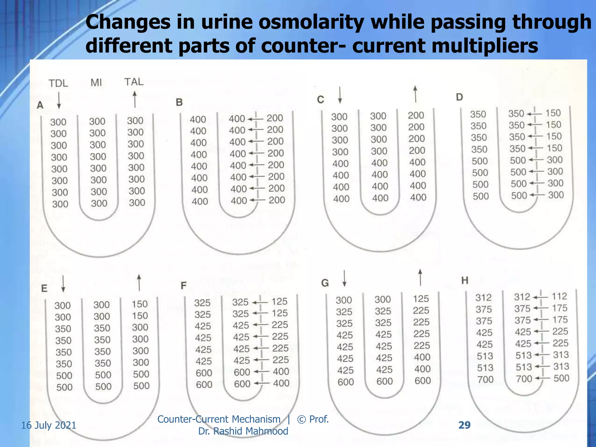 Counter current mechanism | PPT