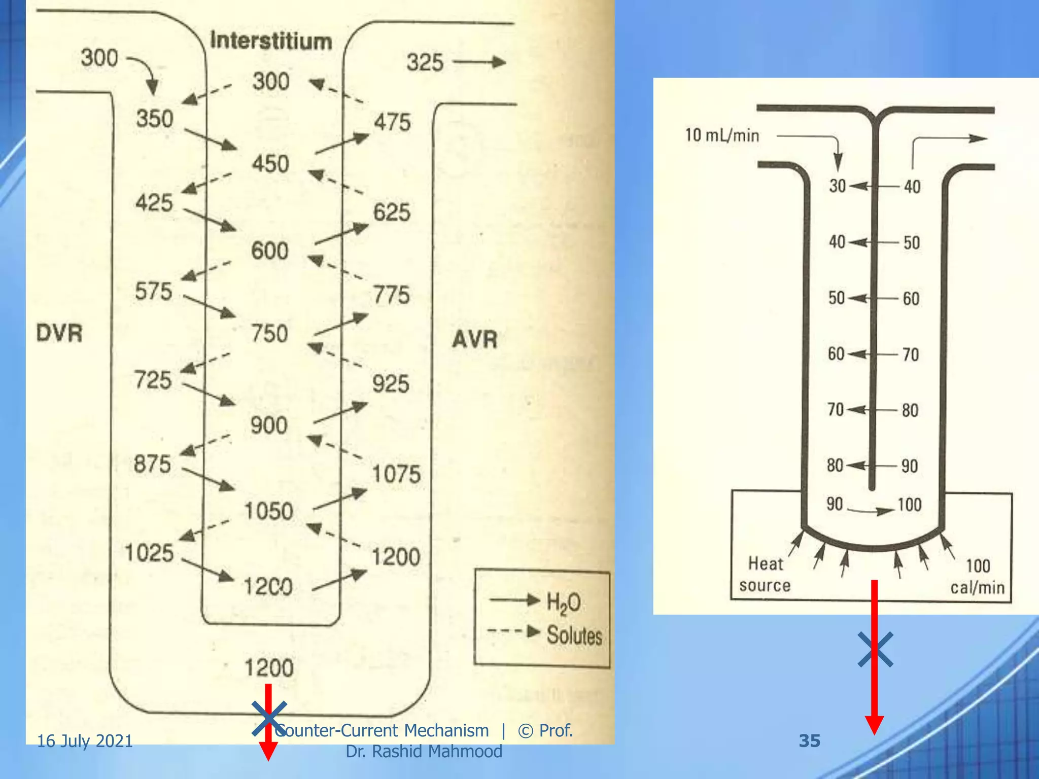 Counter current mechanism | PPT