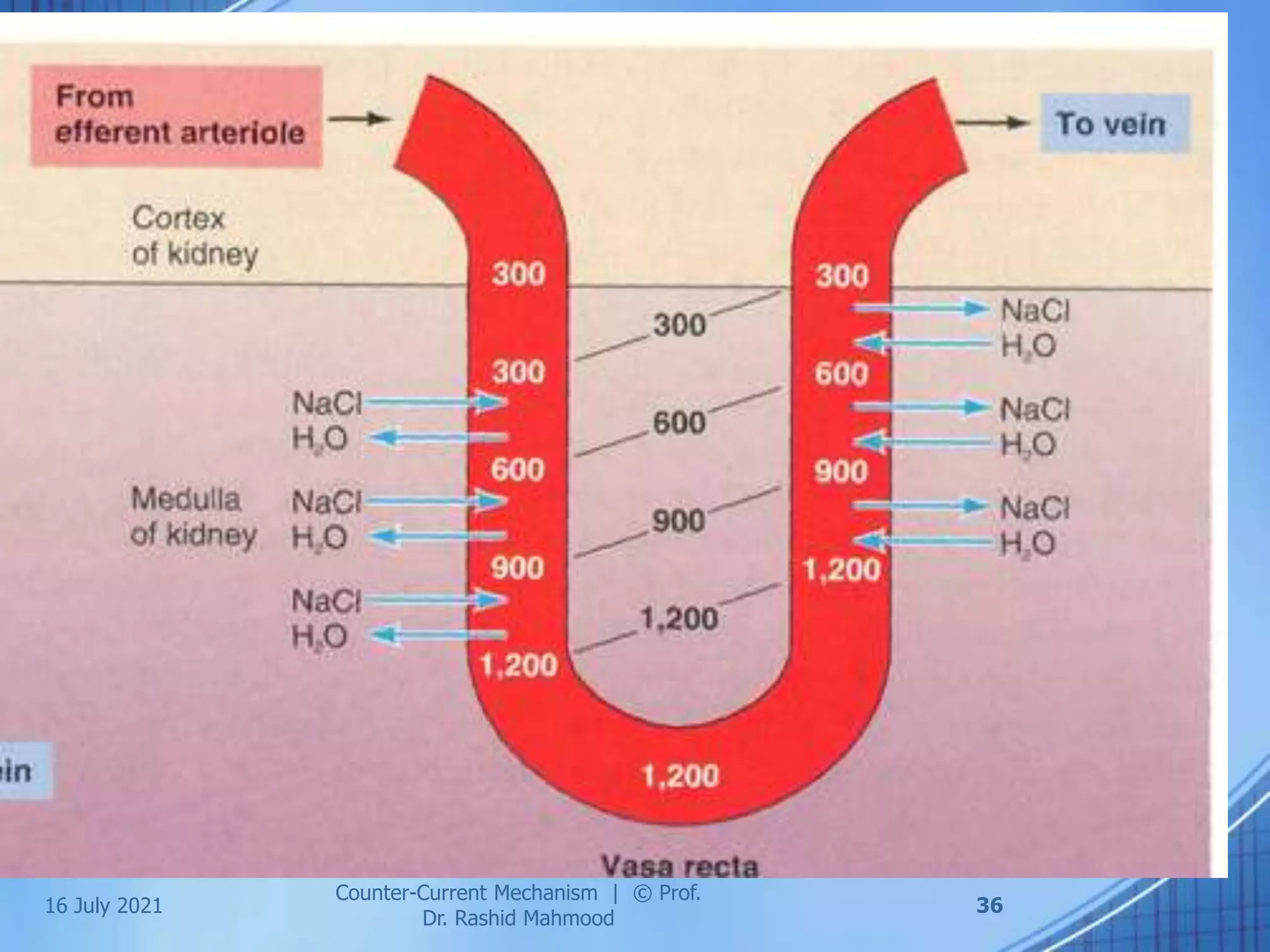 Counter current mechanism | PPT | Chemistry | Science