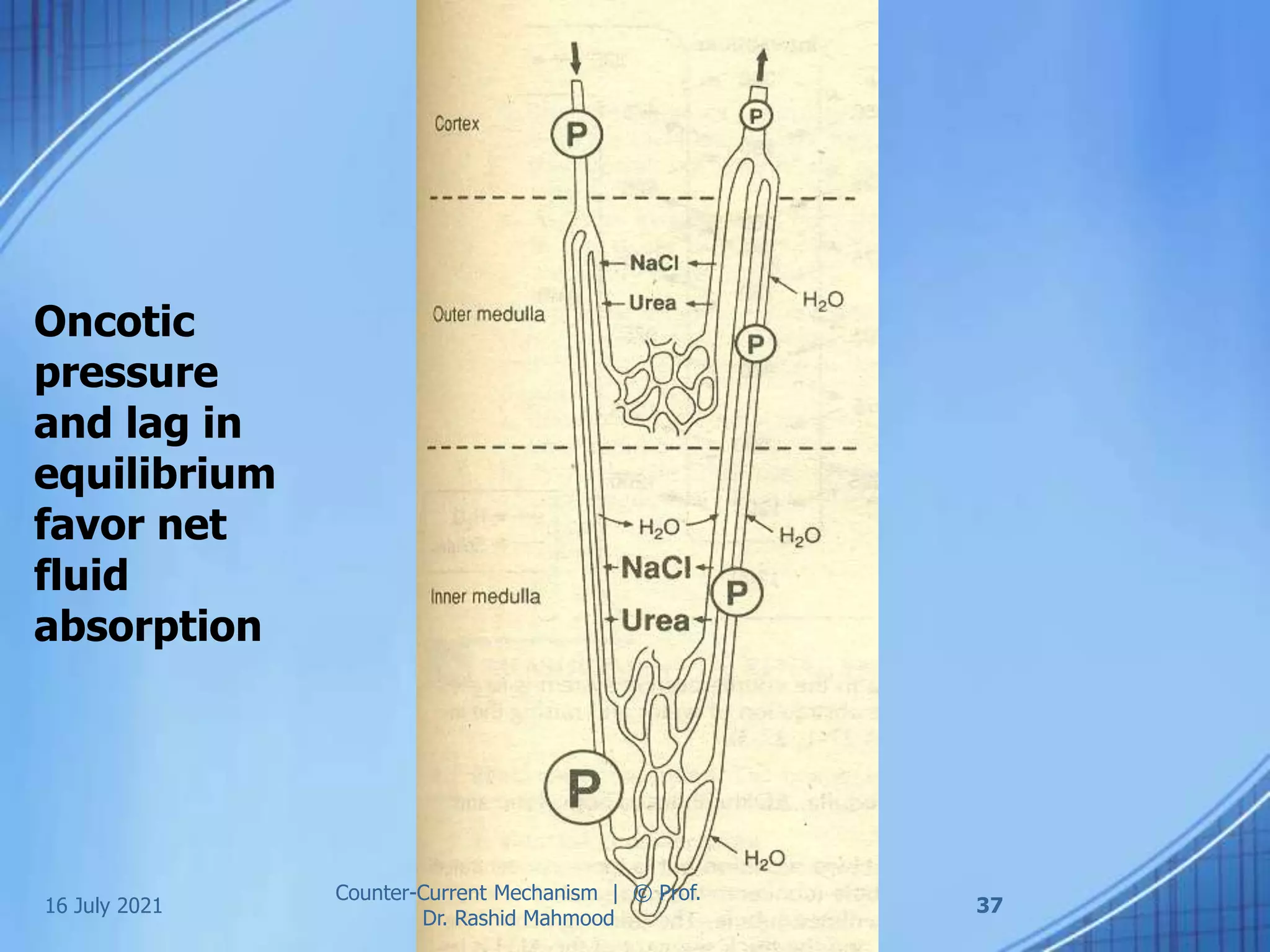 Counter current mechanism | PPT