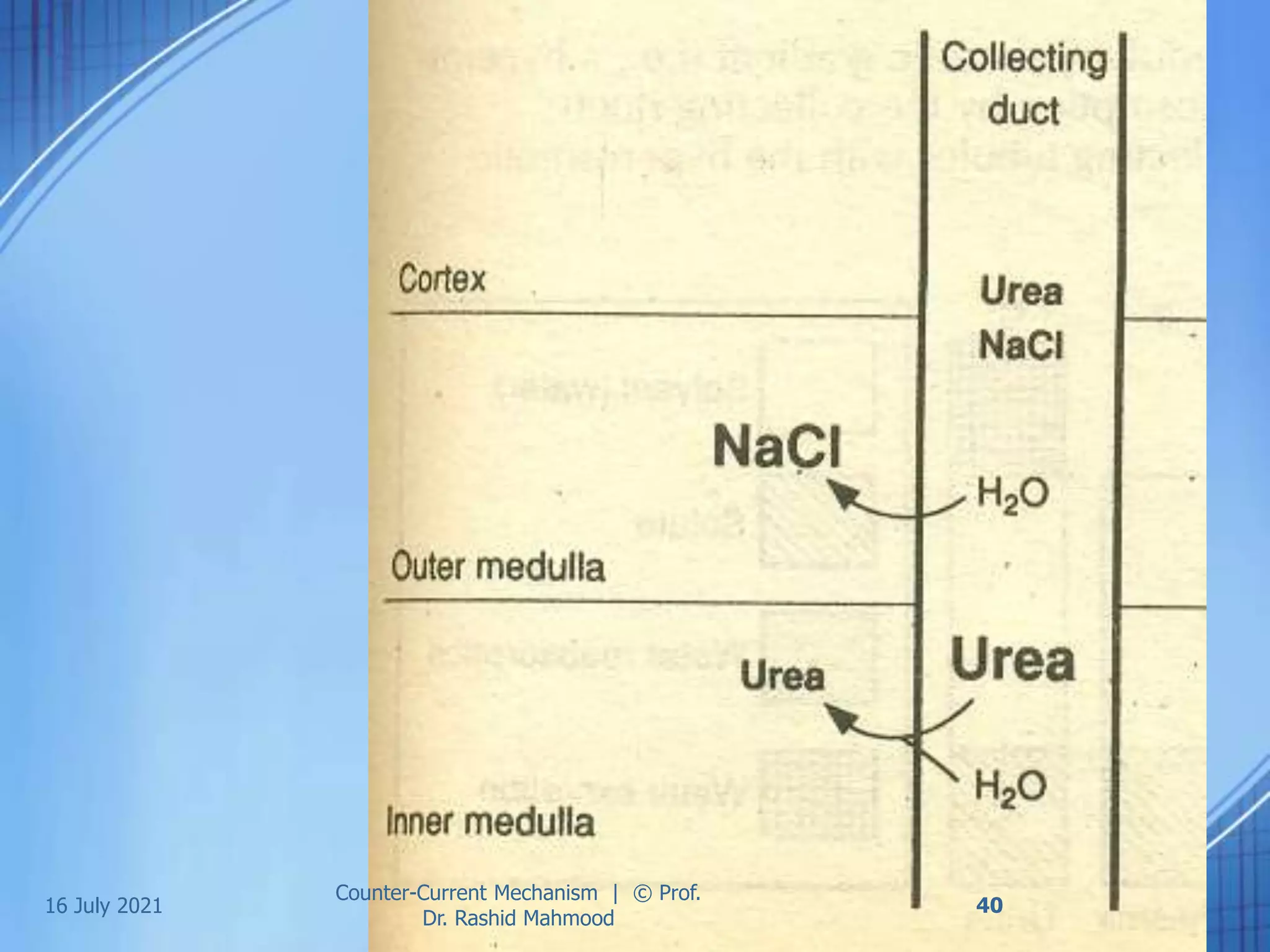 Counter current mechanism | PPT