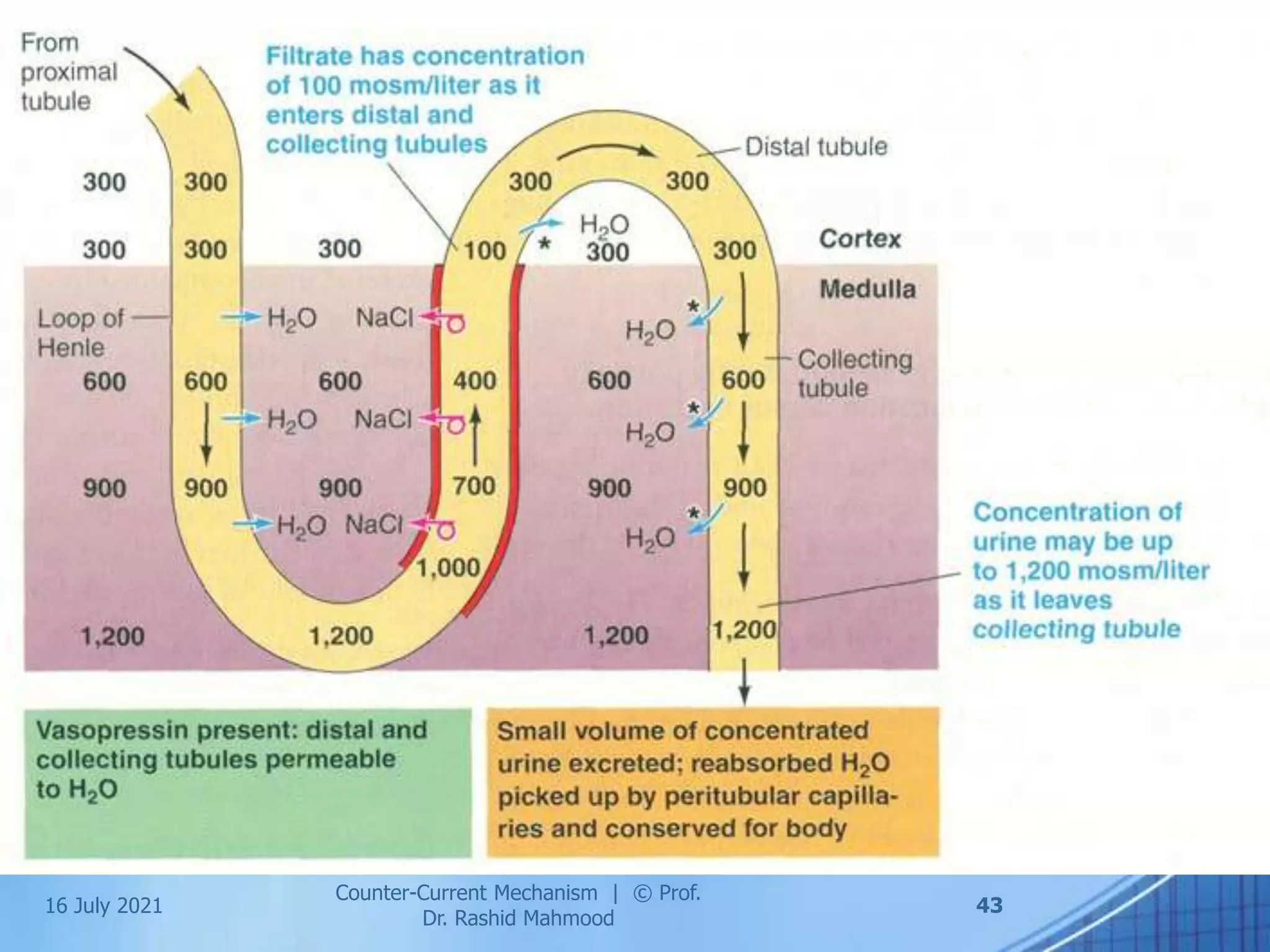 Counter current mechanism | PPT | Chemistry | Science