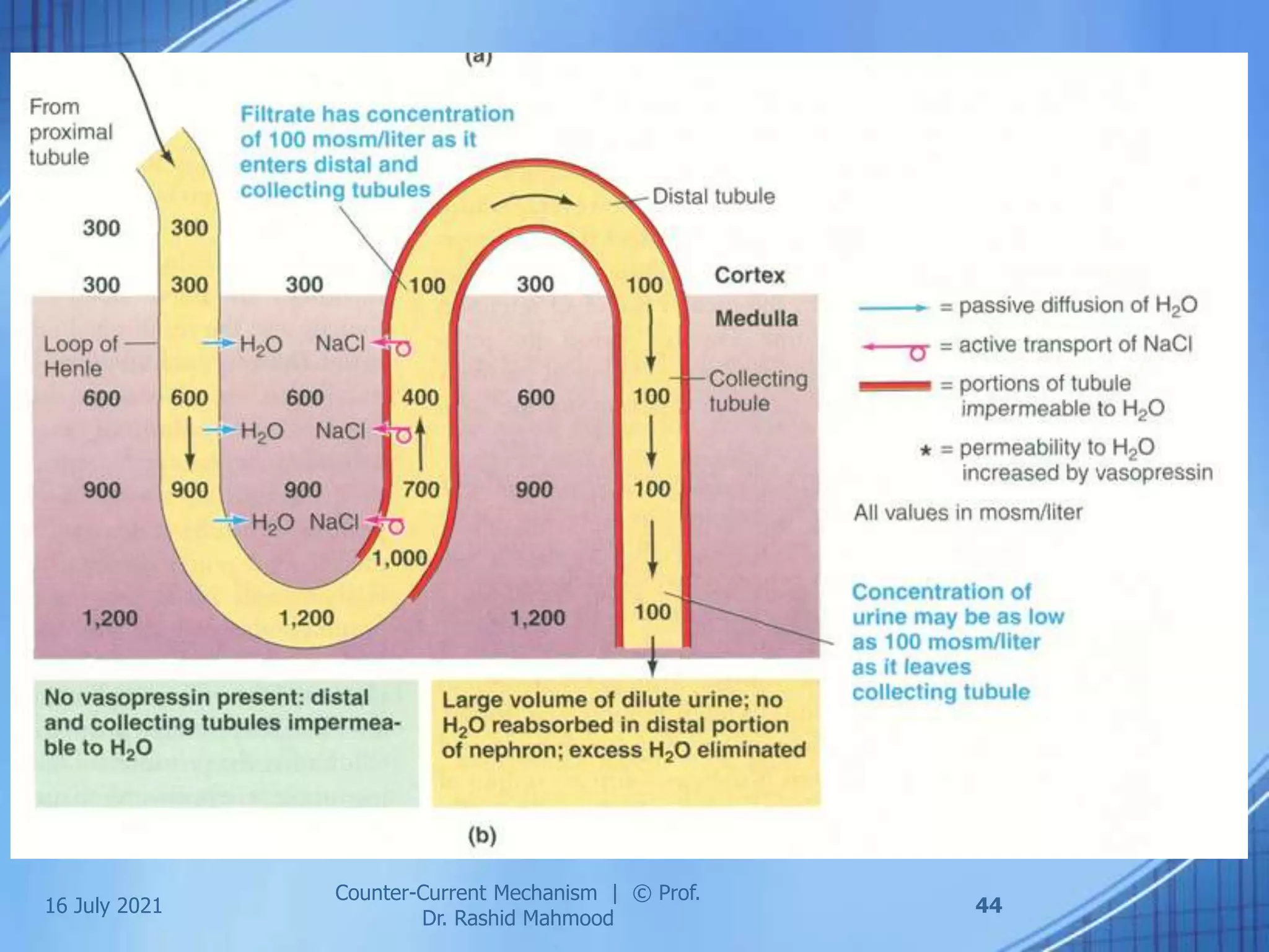Counter current mechanism | PPT | Chemistry | Science