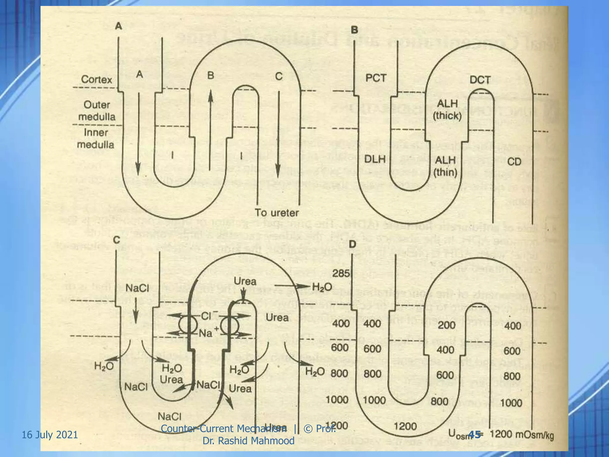 Counter current mechanism | PPT