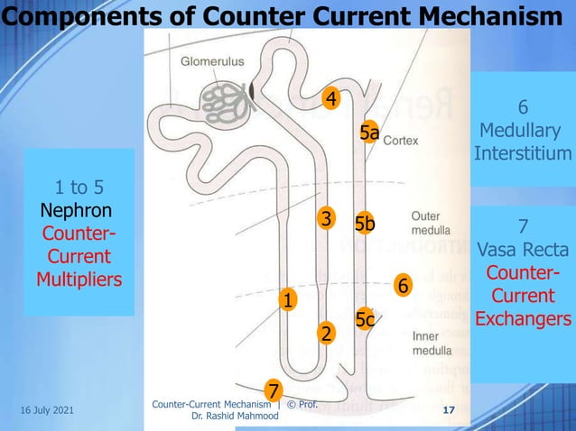 Counter current mechanism | PPT | Chemistry | Science