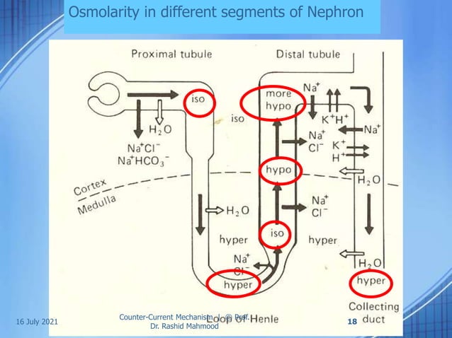 Counter current mechanism | PPT | Chemistry | Science