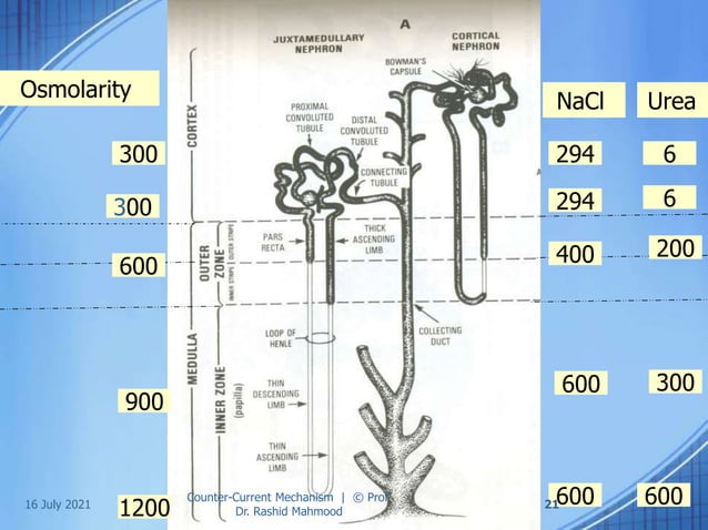 Counter current mechanism | PPT | Chemistry | Science