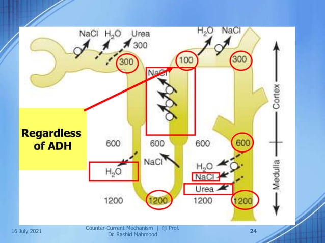 Counter current mechanism | PPT | Chemistry | Science