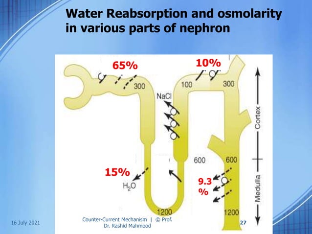 Counter current mechanism | PPT | Chemistry | Science