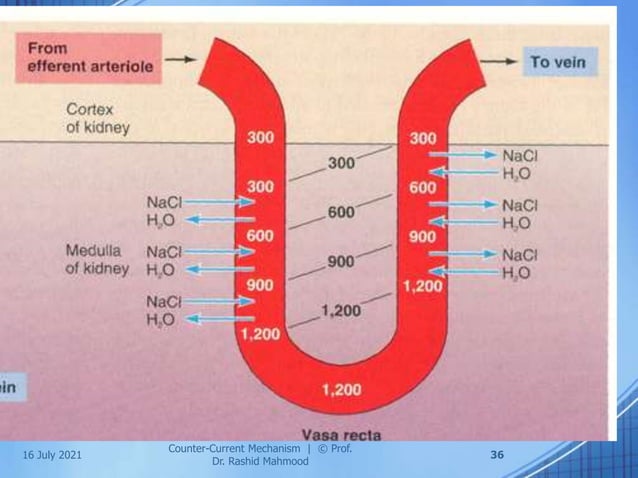 Counter current mechanism | PPT | Chemistry | Science
