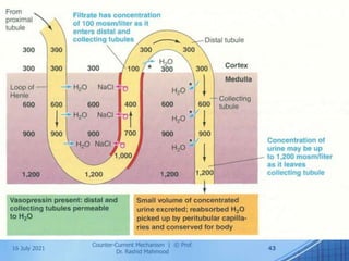 Counter current mechanism | PPT
