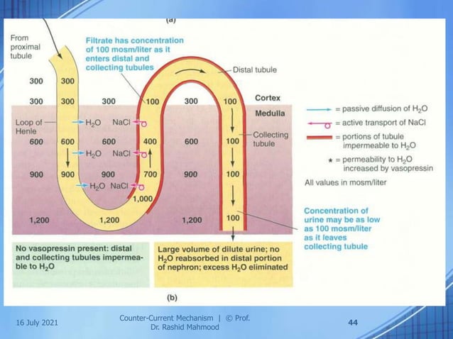 Counter current mechanism | PPT | Chemistry | Science