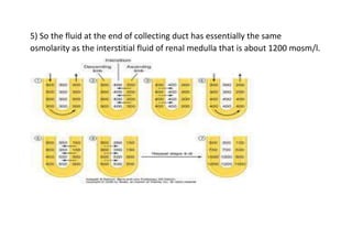 Counter current mechanism.docx