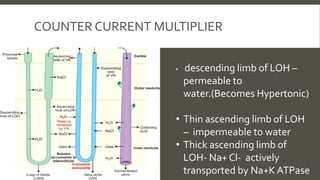 Counter current mechanism multiplier and exchanger | PPTX