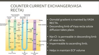 Counter current mechanism multiplier and exchanger | PPTX