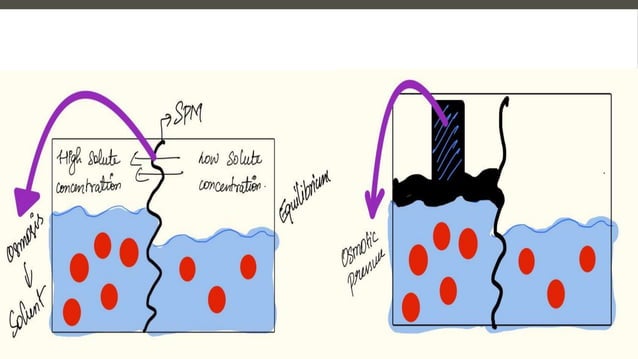 Counter current mechanism multiplier and exchanger | PPTX