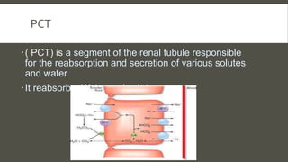 Counter current mechanism multiplier and exchanger | PPTX