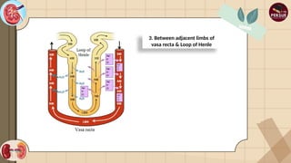 Counter Current Mechanism Human Physiology.pptx