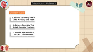 Counter Current Mechanism Human Physiology.pptx