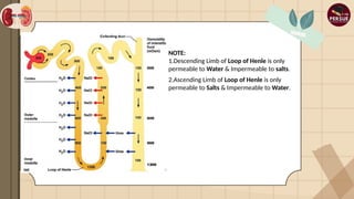 Counter Current Mechanism Human Physiology.pptx