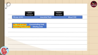Counter Current Mechanism Human Physiology.pptx