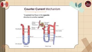 Counter Current Mechanism Human Physiology.pptx