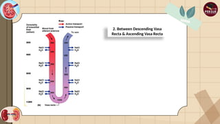 Counter Current Mechanism Human Physiology.pptx
