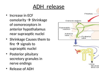 Counter current mechanism-physiology.ppt
